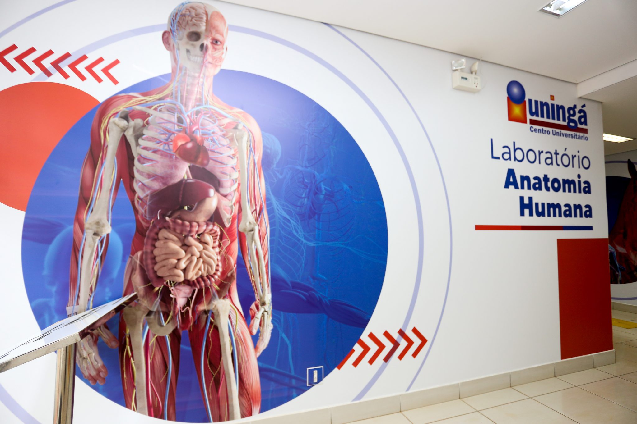 Laboratórios de Anatomia Humana - Uningá